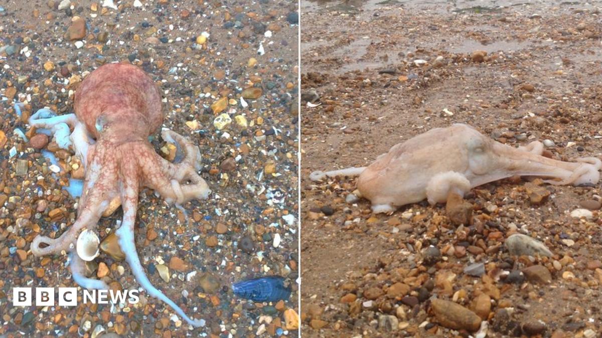 'Mystery' over octopuses stranded on Norfolk beaches - BBC News