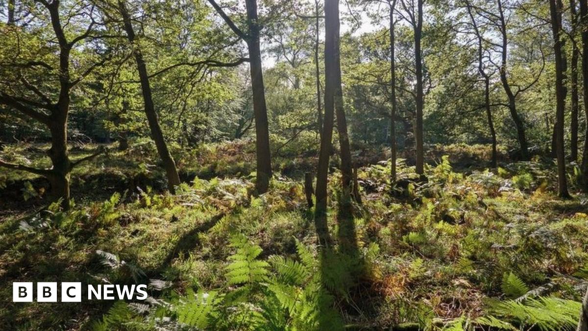 Epping Forest worth £1.9bn to society over 50 years - report - BBC News