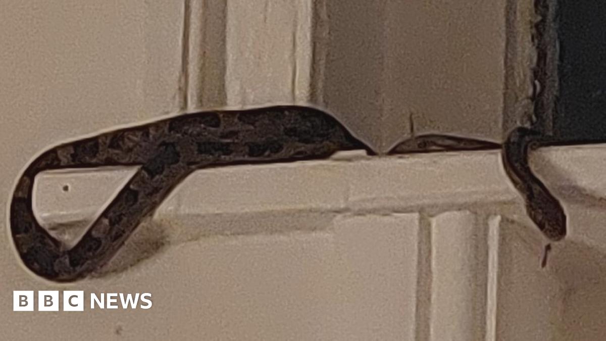 Stockport snake: Woman says she is driven out of home by reptile - BBC News