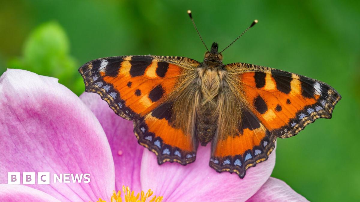 Big Butterfly Count lowest in 14 years - BBC News