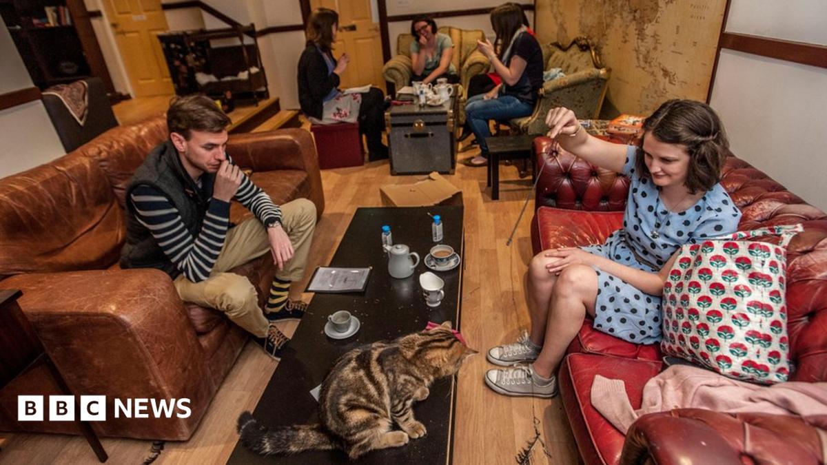 Norwich: Plans for a cat café submitted to council - BBC News