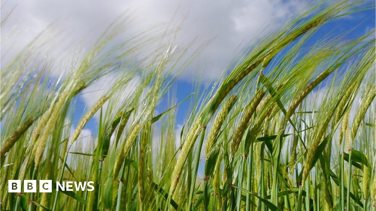 Ancient barley DNA gives insight into crop development - BBC News