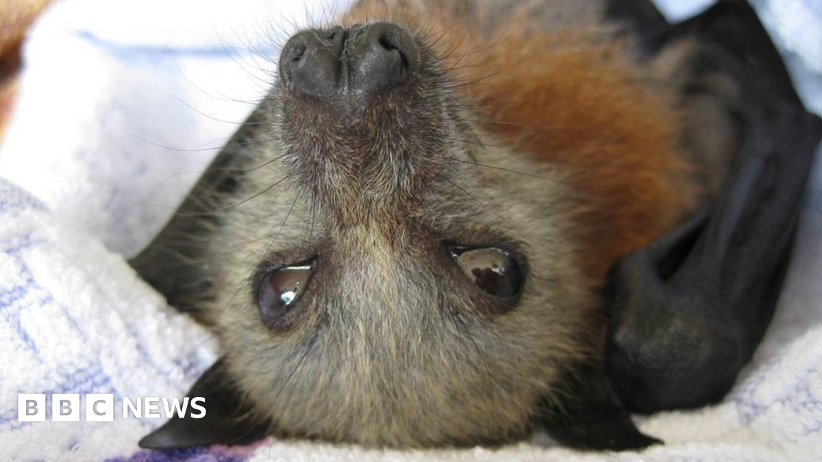 Snuggly blanket bats highlight flying mammals' plight - BBC News