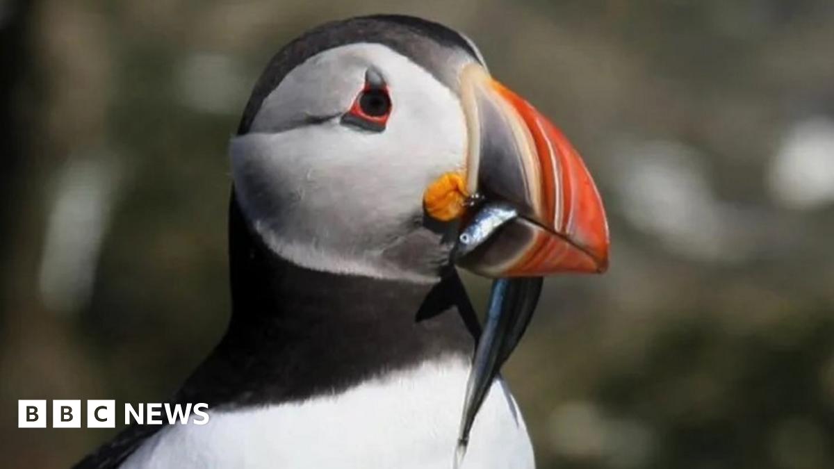Quiz of the week: Why are puffins causing an international row? - BBC News