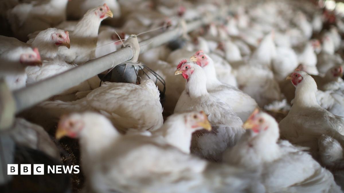 US farmers say chlorine-washed chicken should be part of a UK free ...
