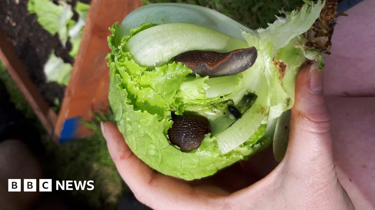 Home remedies 'no deterrent' against slugs and snails - BBC News