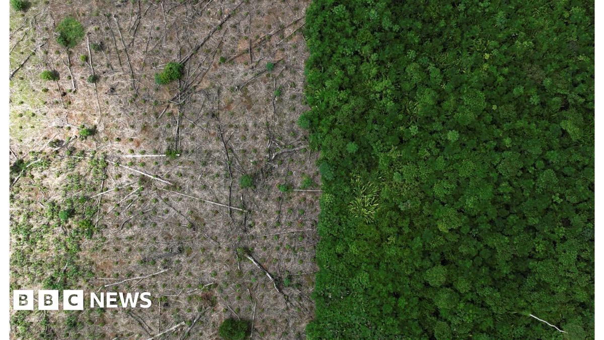 Amazon rainforest: Deforestation rate halved in 2023 - BBC News