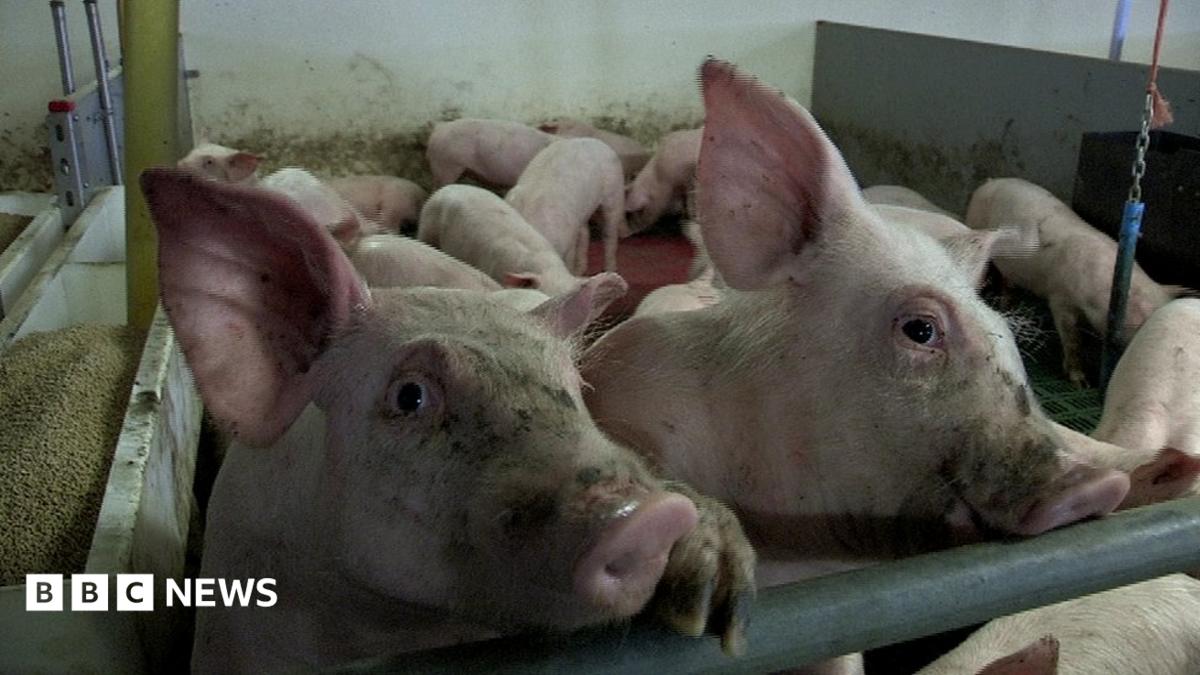 Harmston Brexit pig fattening plan set for approval - BBC News