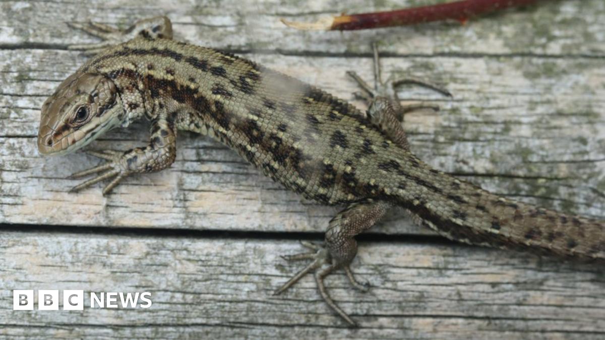 Common lizards found at Rutland Water for first time in 15 years - BBC News