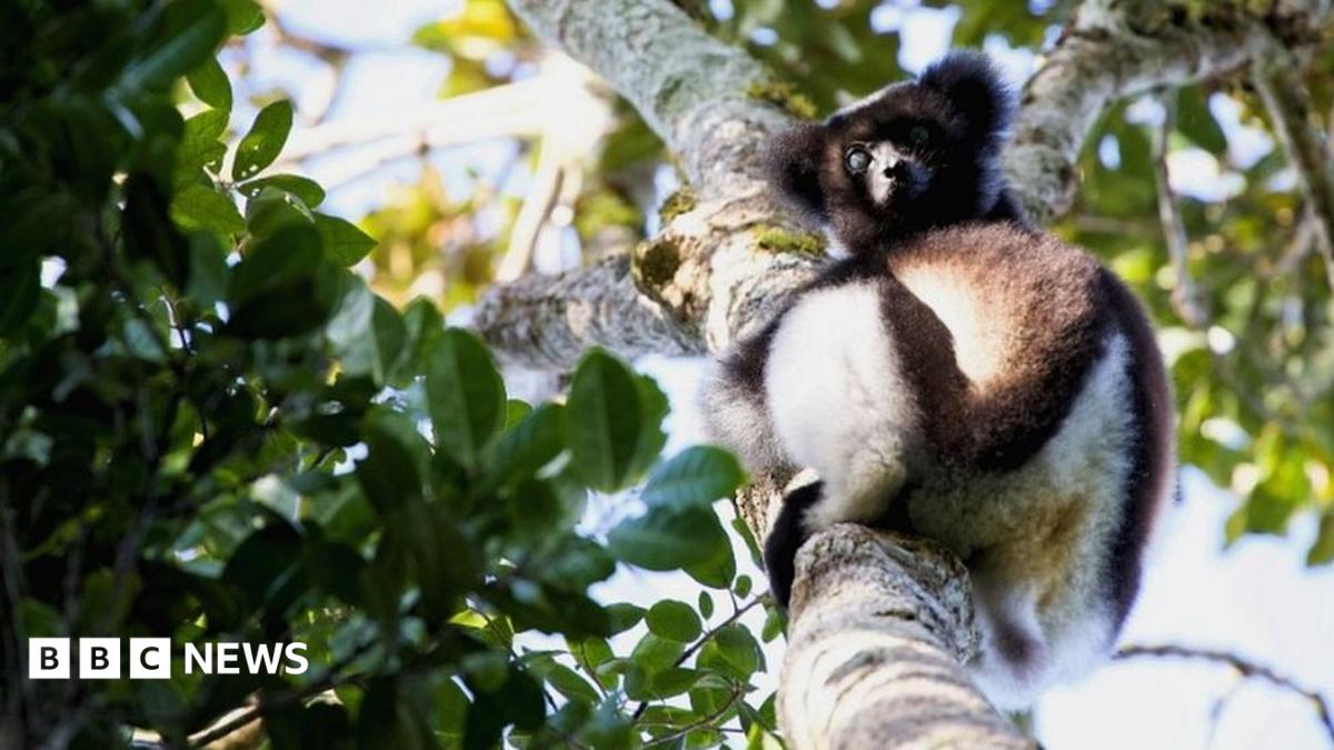 Extinction: One third of all lemurs 'on the brink' - BBC News