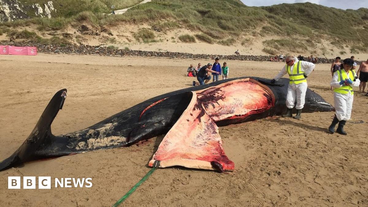 How do you do a post-mortem examination on a whale? - BBC News