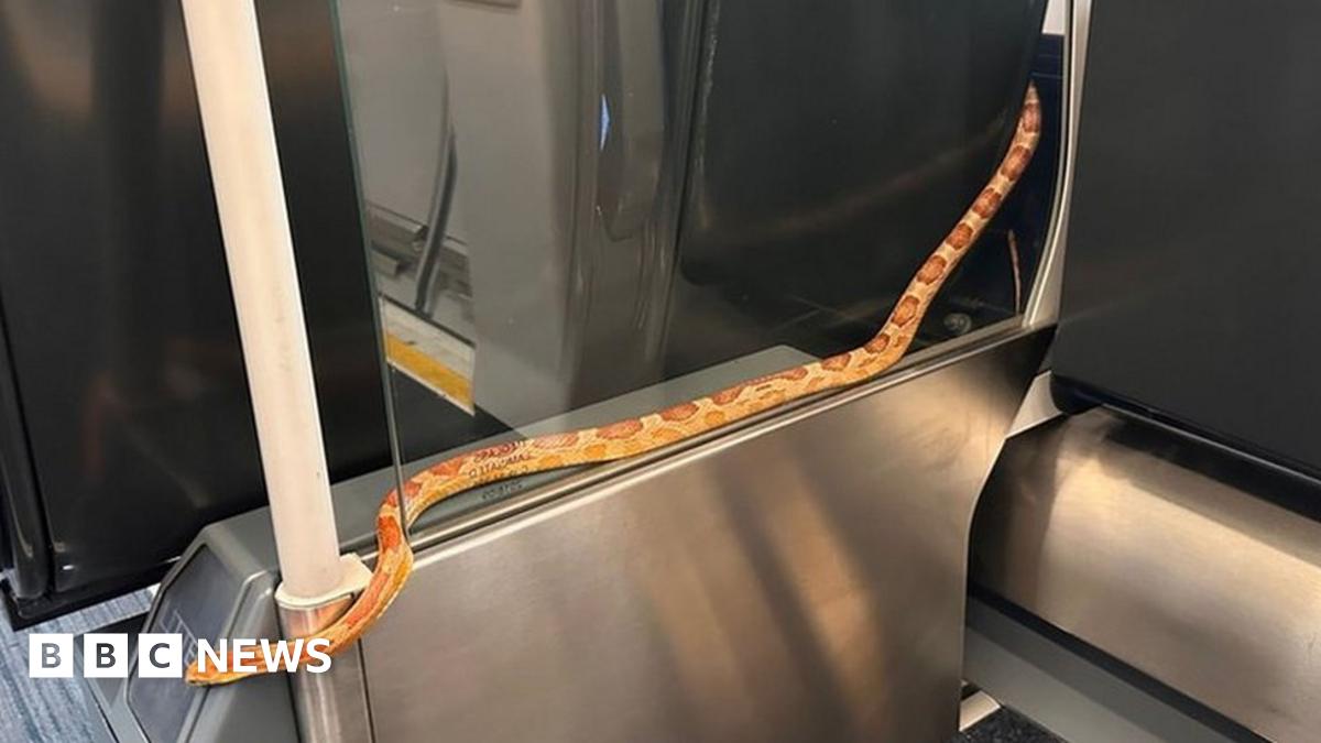 Snake on a train shocks passengers heading to Leeds - BBC News