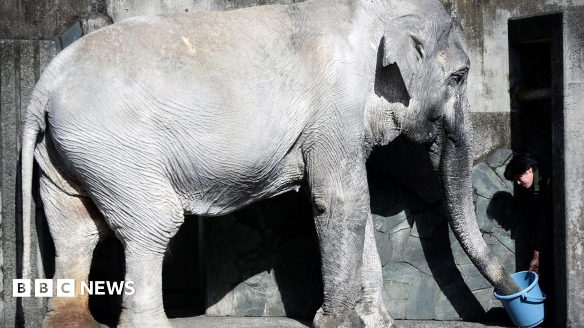 Elephant that sparked petition dies in Japan zoo - BBC News