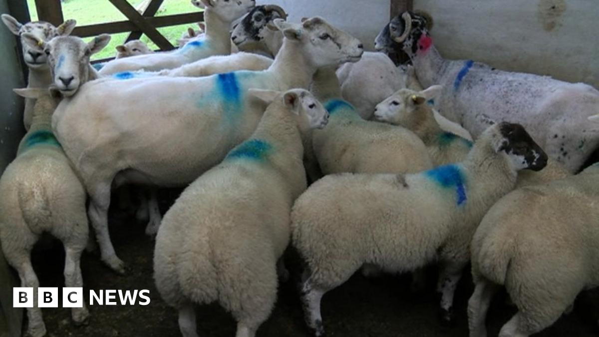 Trial of technology to tackle sheep rustling in North Yorkshire - BBC News