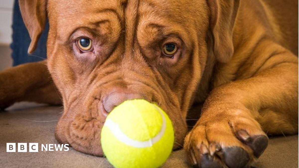 Dog recovers after surgery at Gateshead PDSA hospital to remove ball ...