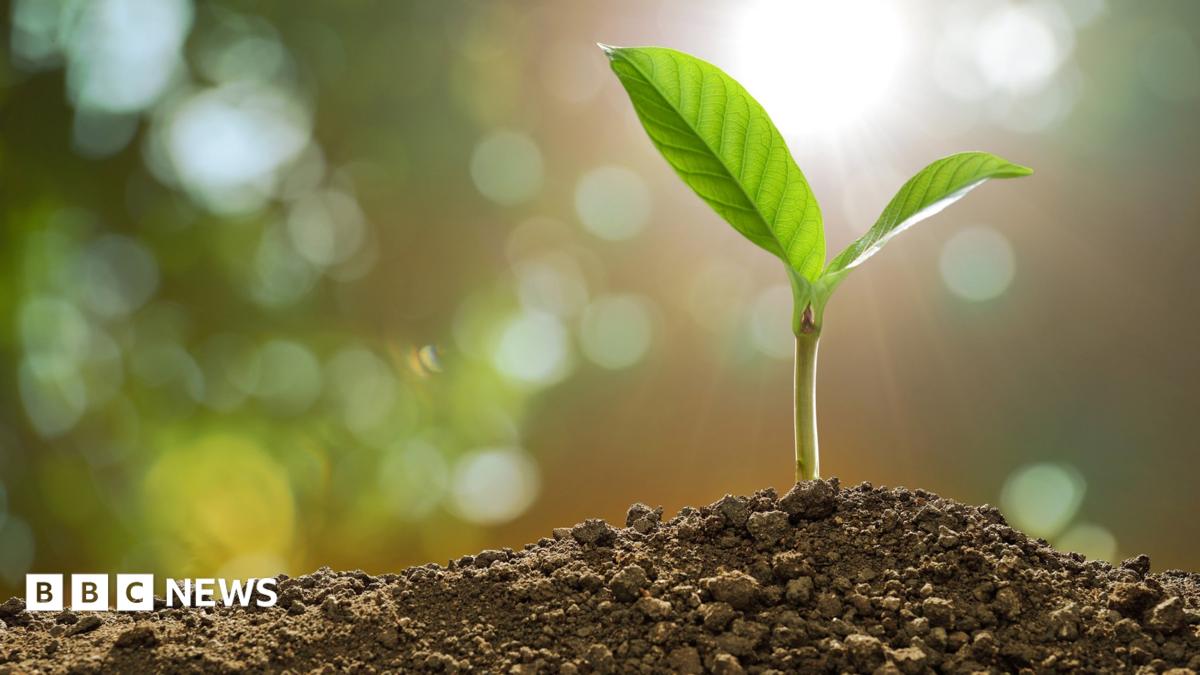 Climate change being fuelled by soil damage - report - BBC News