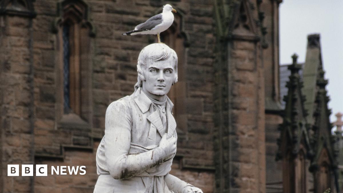 Dumfries seagull trap and kill plan 'a last resort' - BBC News