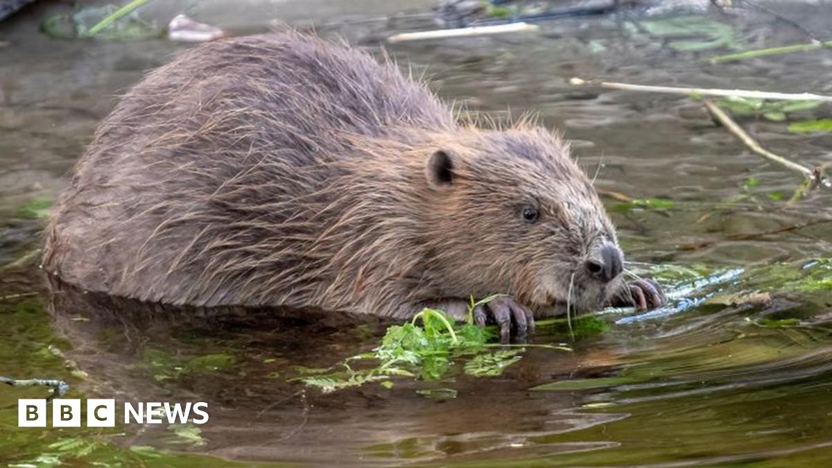 Beavers could return to Cairngorms this autumn - BBC News
