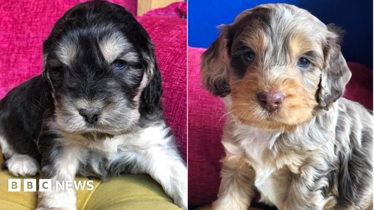 Puppy killed and 21 dogs stolen in Tarleton kennels raid - BBC News