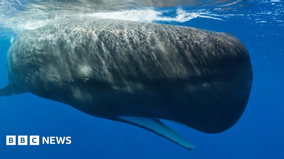 Dominica to create world's first sperm whale reserve - BBC News