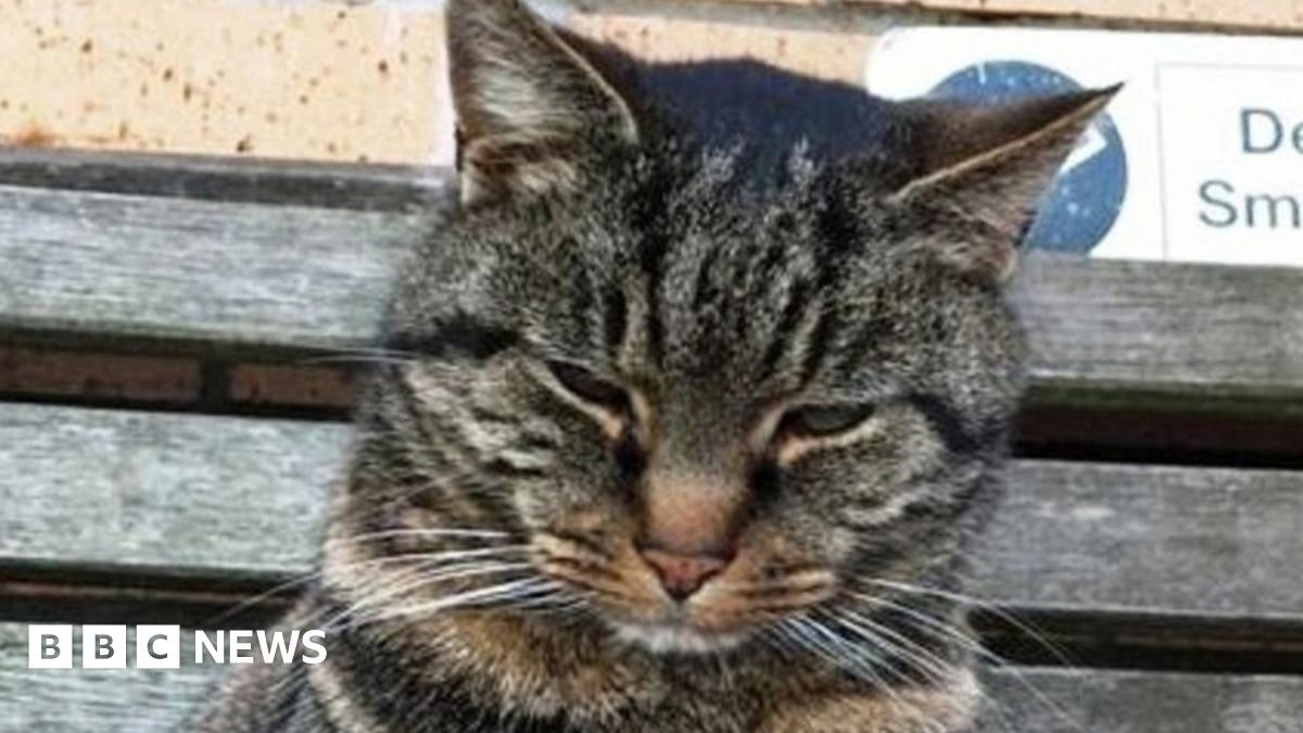 Pet cat missing for 11 years reunited with owners - BBC News