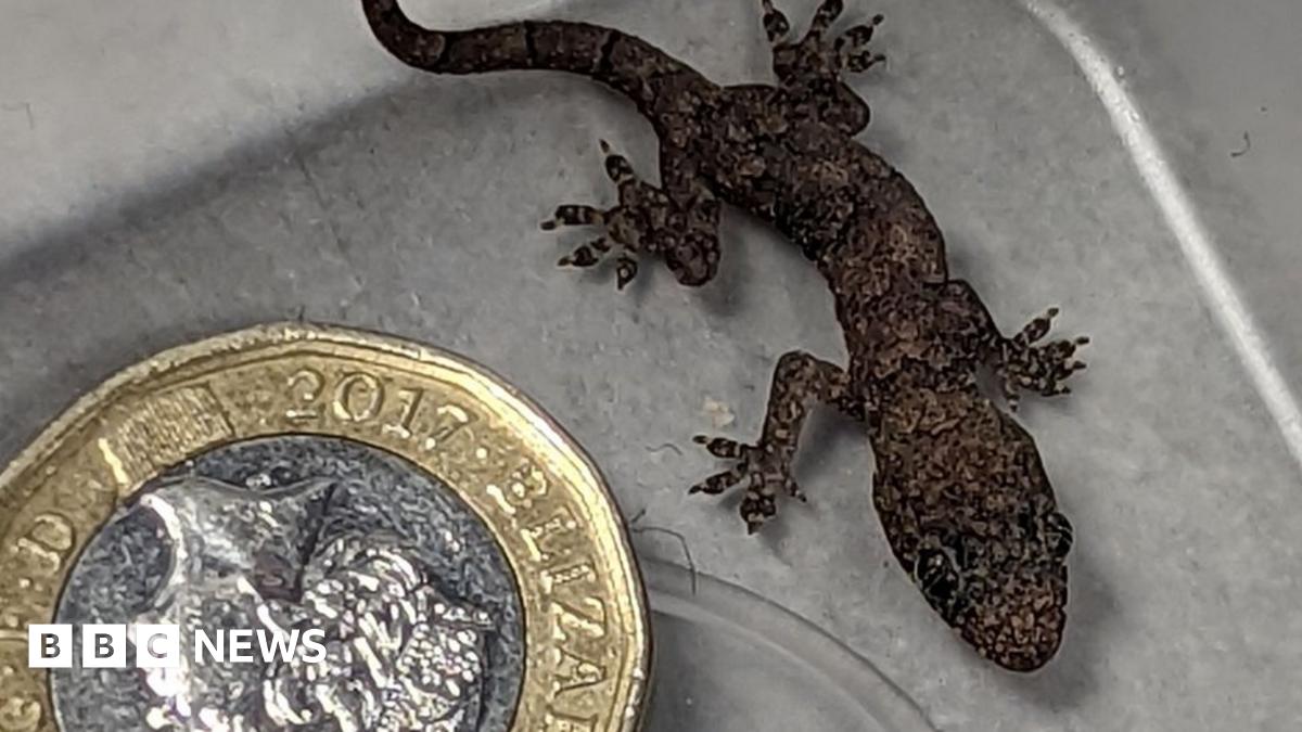 Stowaway African lizard found in Wakefield couple's suitcase - BBC News