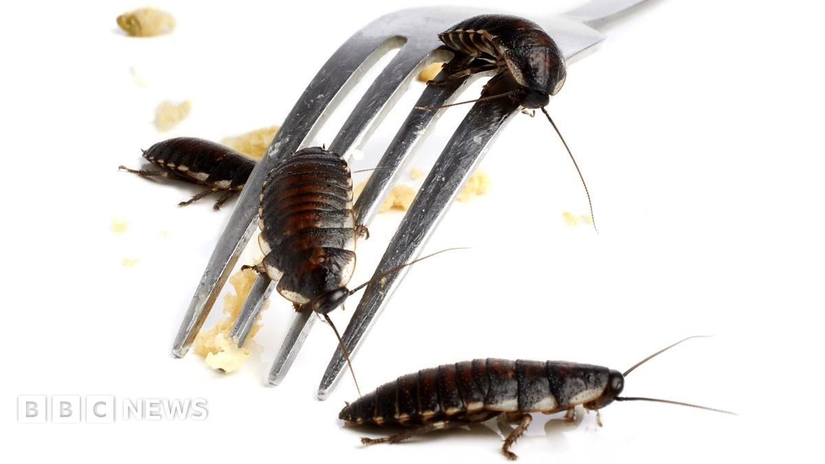 Rother woman rehoused in cockroach-infested hotel room - BBC News