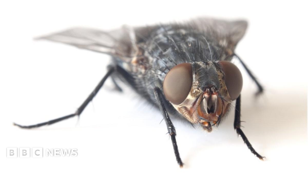 Why is it so hard to swat a fly? - BBC News