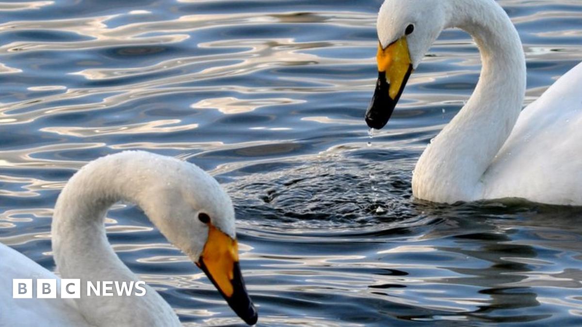 Swan poisoning site remains a mystery after Fairnington deaths - BBC News