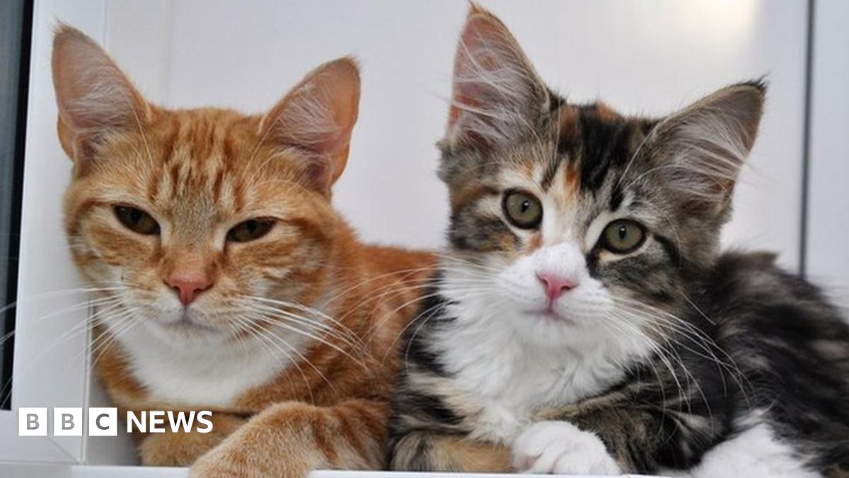 More than 100 cats waiting for place with Southampton rescue charity ...