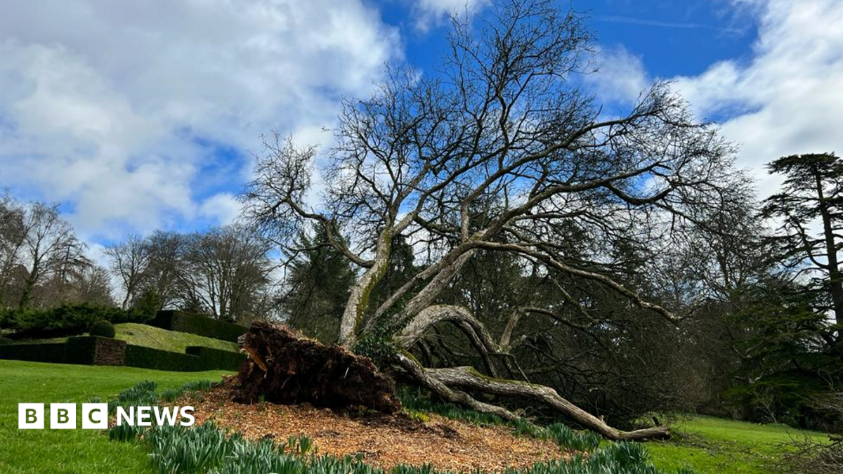 National Trust sees storms topple 100-year-old trees - BBC News