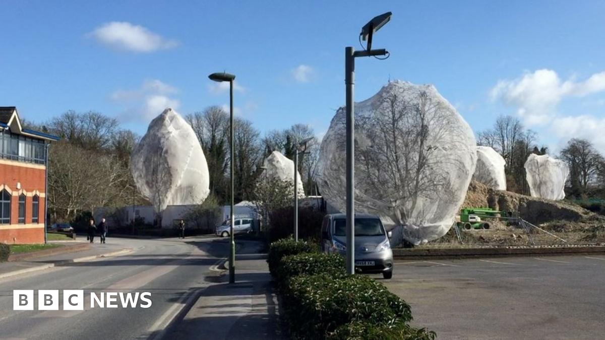 Netting to stop birds nesting: Call for new safeguards - BBC News