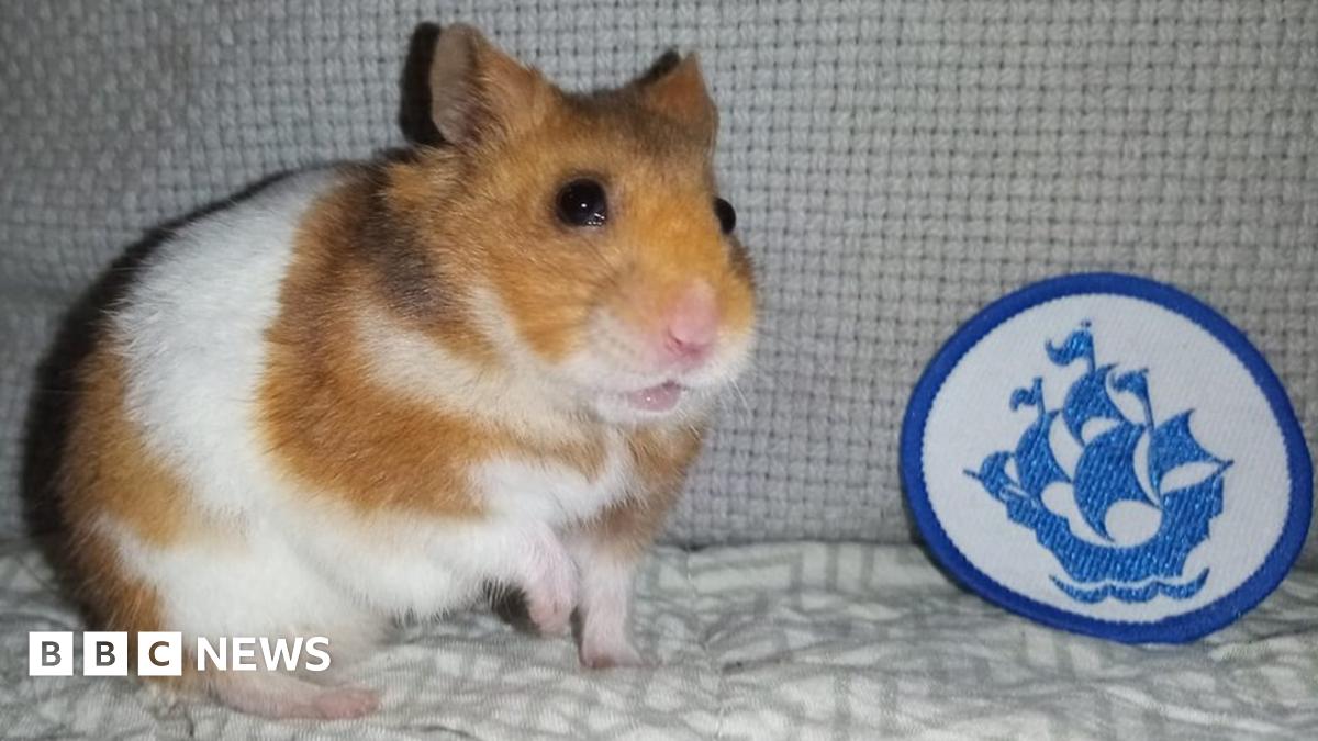 Blue Peter award given to Weston-super-Mare hamster - BBC News