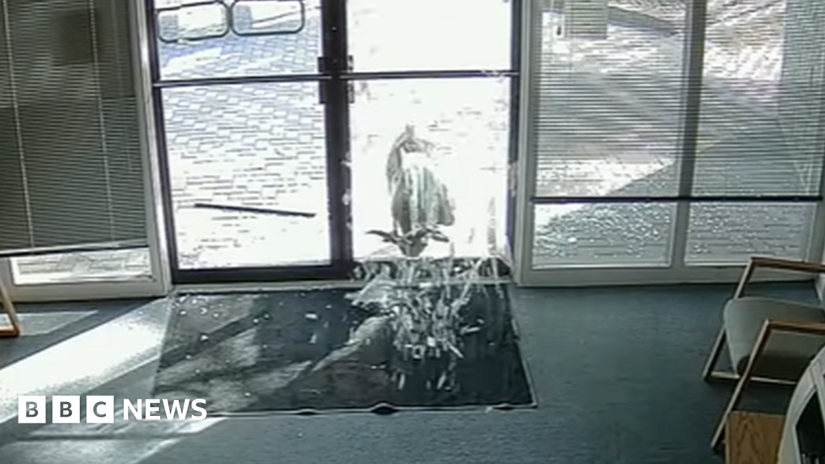 Goat picks fight with office, goat wins - BBC News