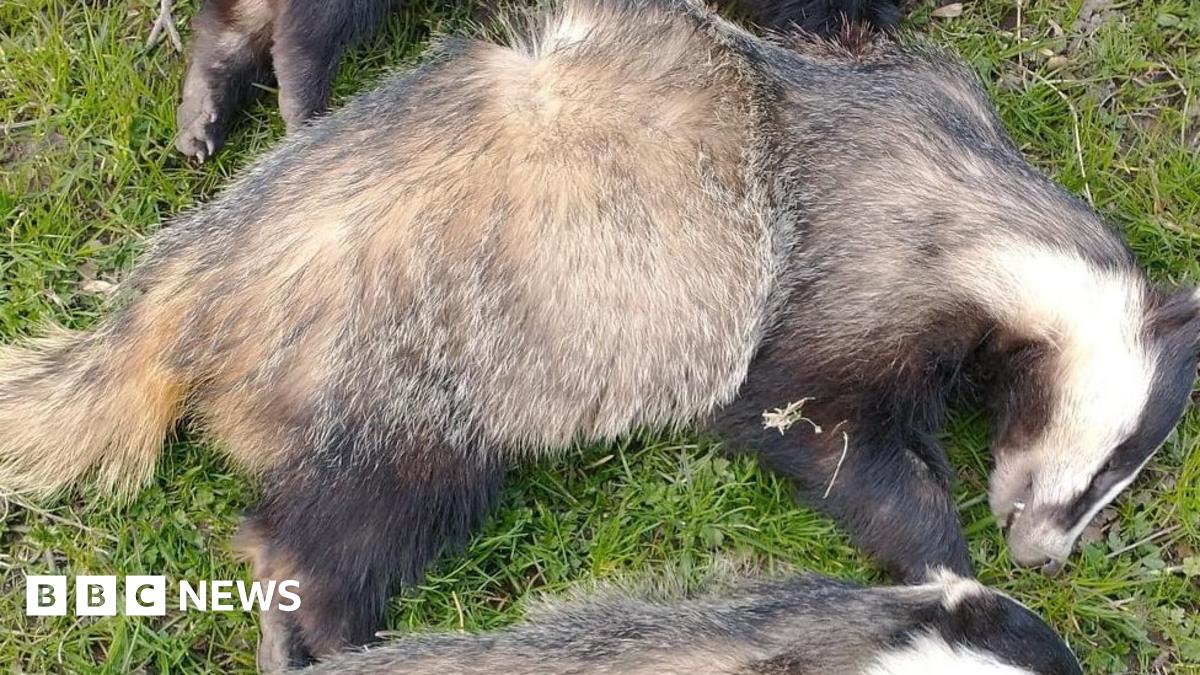 Three badgers shot dead in Derbyshire Peak District - BBC News
