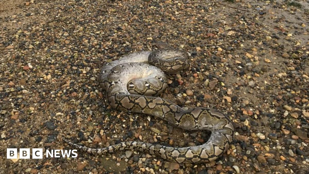 Python found dead on shore near Orwell Bridge in Suffolk - BBC News