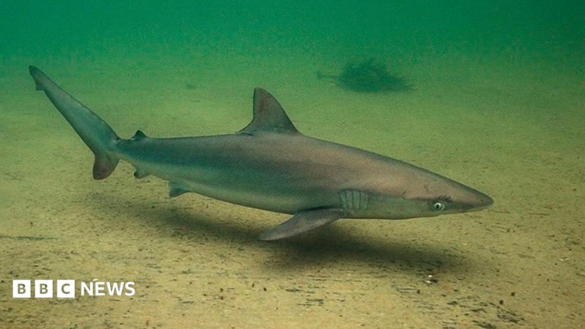 Shark rescued from swimming pool in Australia - BBC News