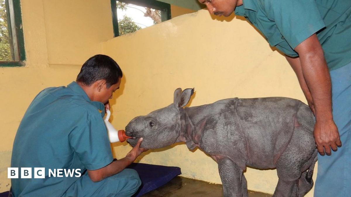 Week-old rhino rescued in India's Kaziranga park - BBC News