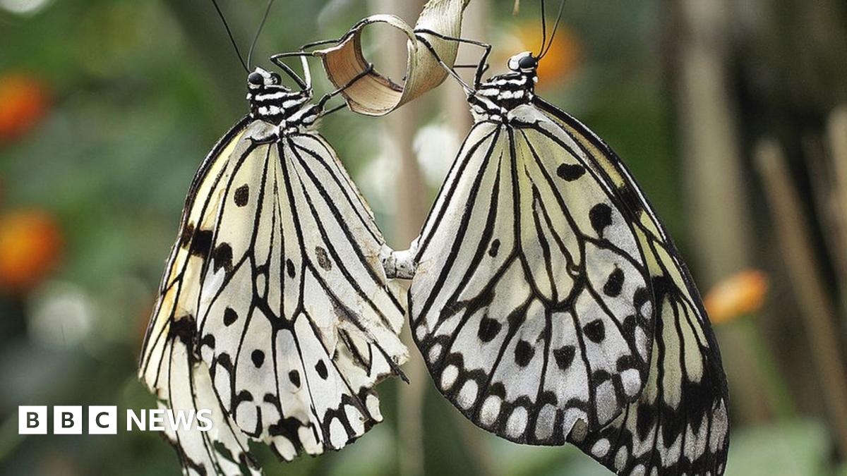 Climate change and farming driving insect decline - BBC News