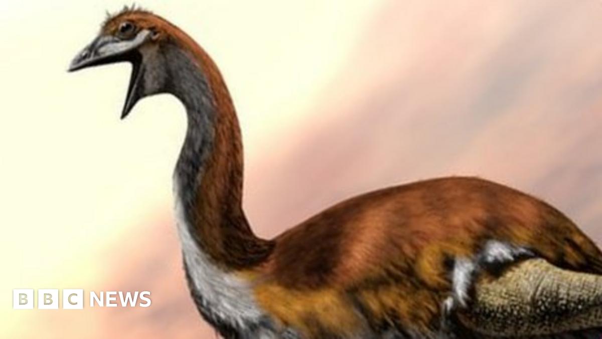 elephant bird attack