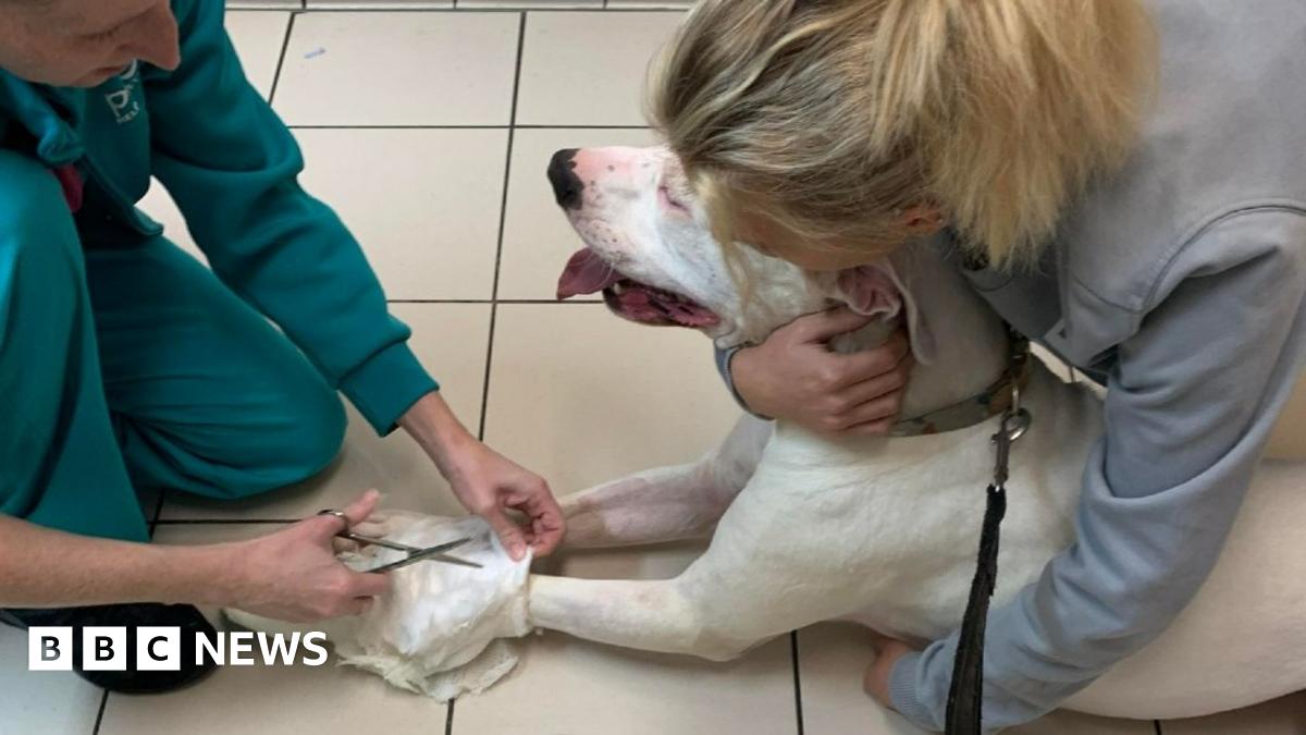 Warning after dog severs artery on firework stake in Leicestershire ...