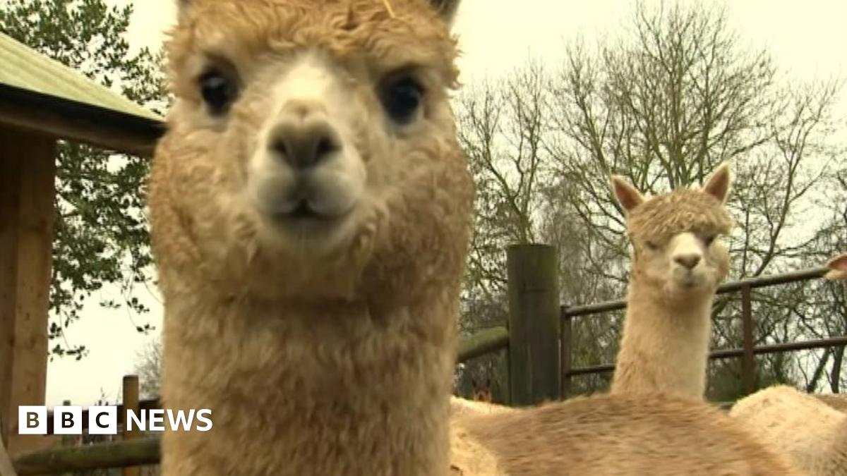 Alpacas 'viciously attacked' by hunt hounds - BBC News