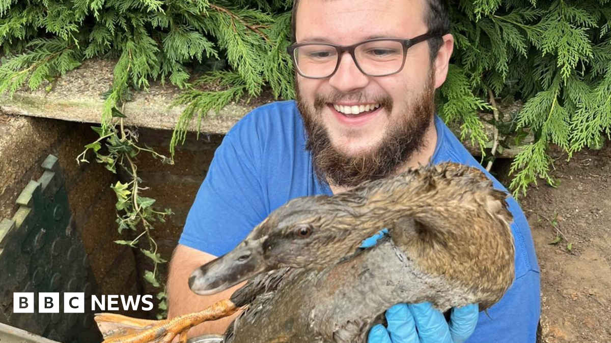 Isle of Wight: Duck stuck in drainage pipe rescued - BBC News