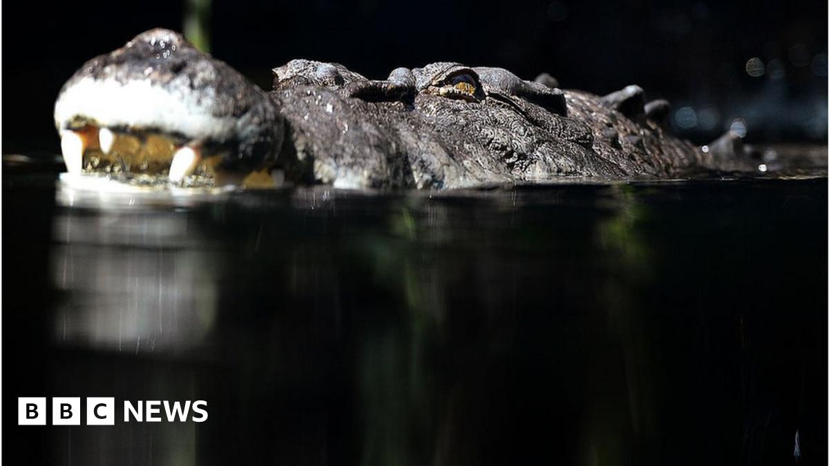 Crocodile victim celebrating end of friend's cancer treatment - BBC News