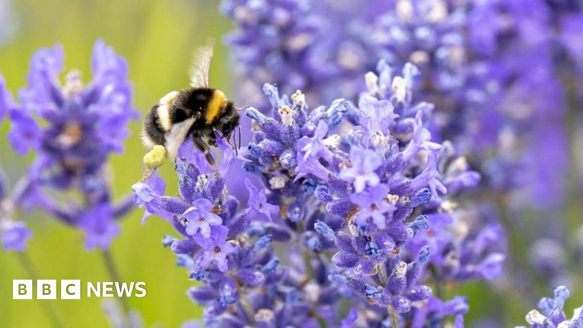 Bumblebees surprise scientists with 'sophisticated' social learning ...
