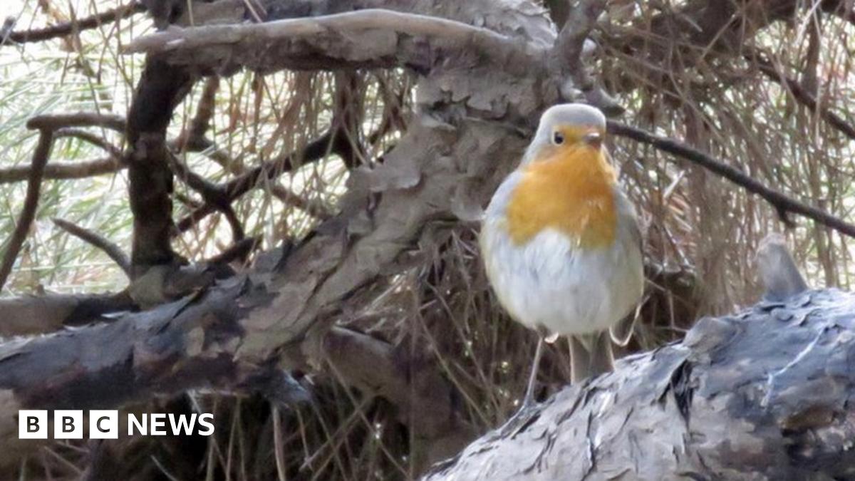 Rare sight of robin in Beijing causes stir and Brexit jokes - BBC News