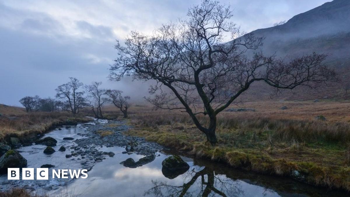Cumbria's 'lone trees' and surrounding landscapes in pictures - BBC News