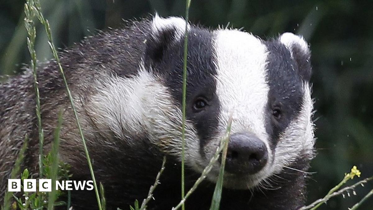 Has a decade of badger culling worked? - BBC News