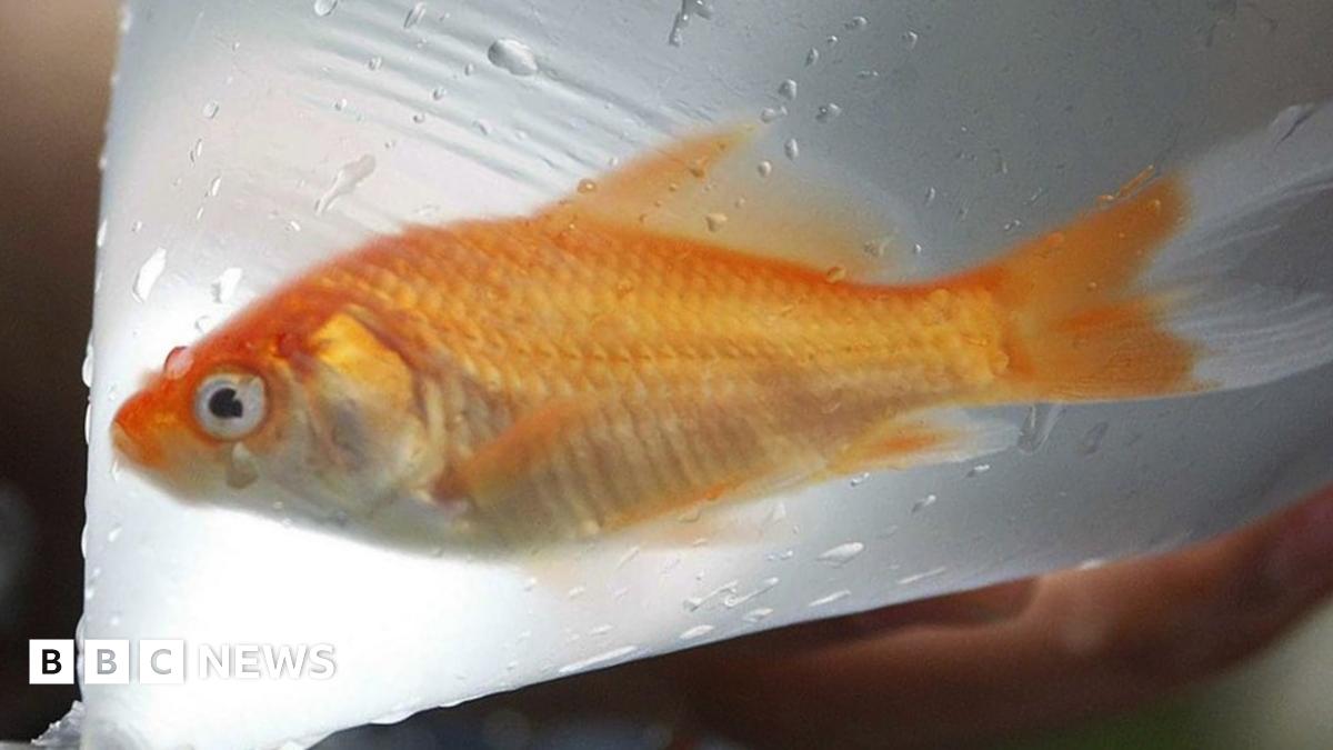 Redcar council to ban goldfish prizes at fairgrounds - BBC News