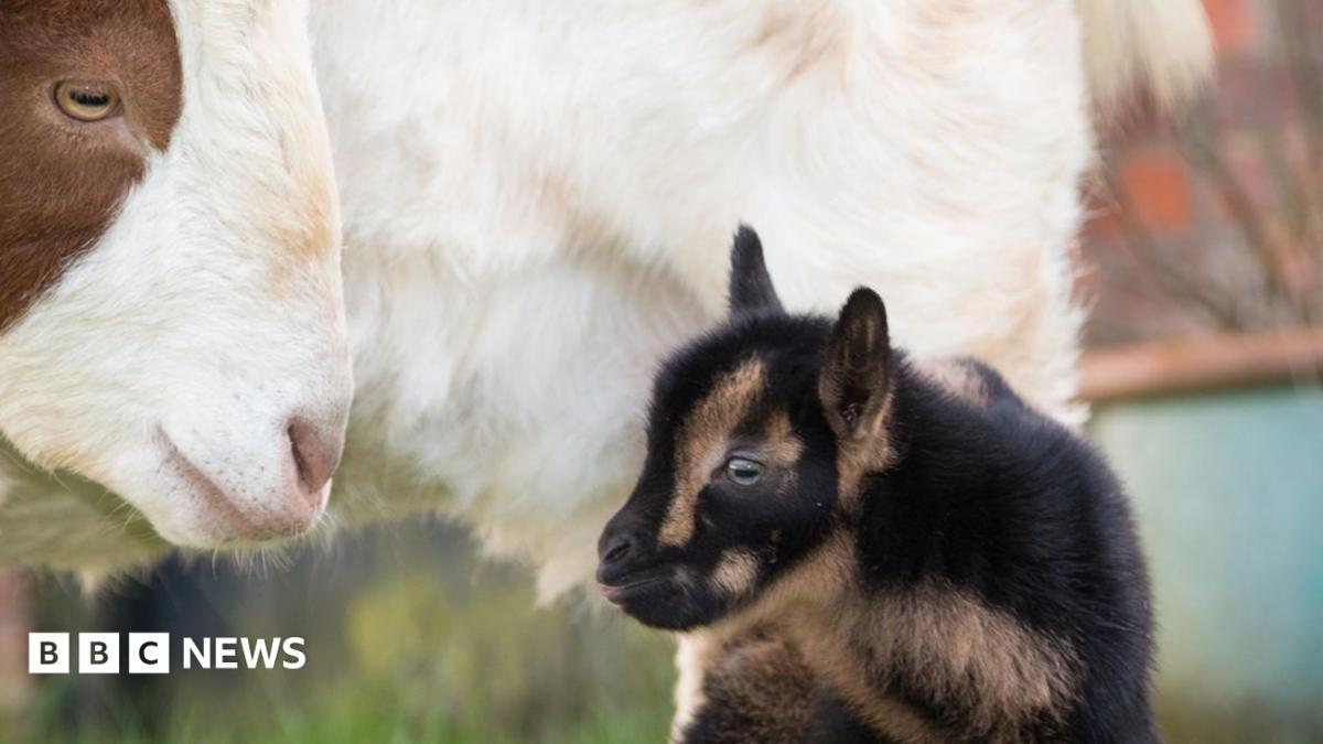 Dwarf goat born in UK for first time thanks to IVF - BBC News
